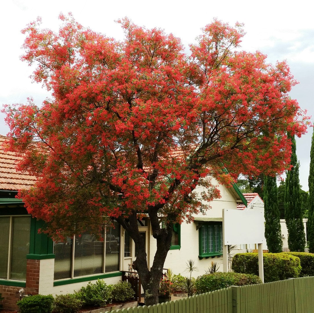 NSW Christmas Bush - Ceratopetalum gummiferum