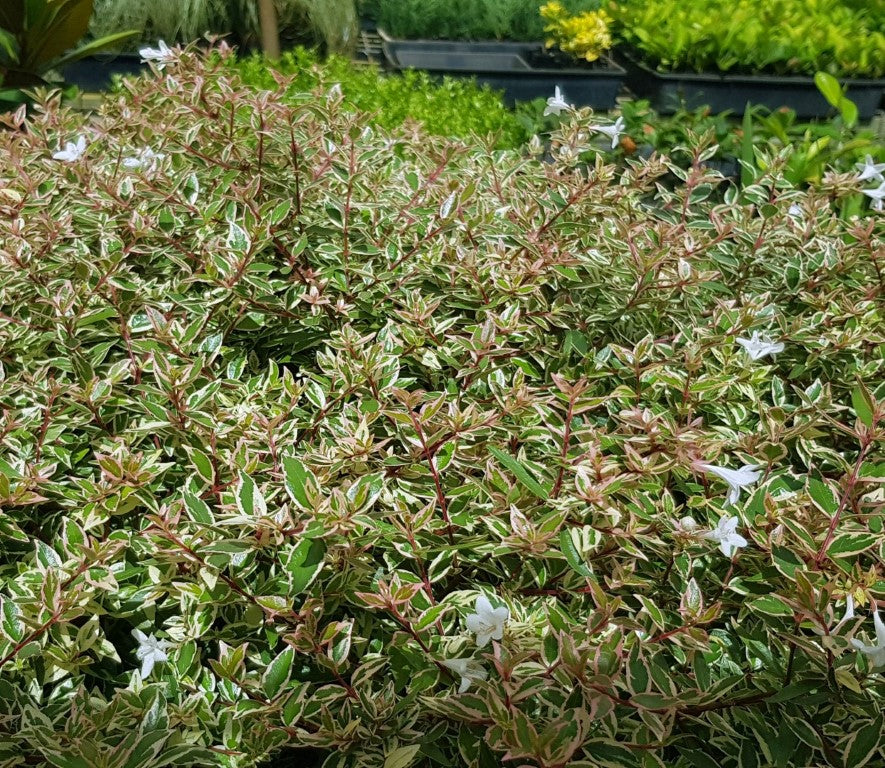 Variegated Abelia | Abelia Grandiflora Variegata | Evergreen Growers