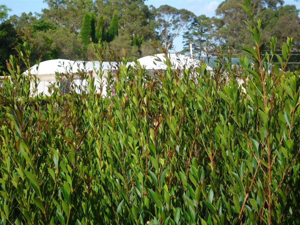 Lilly Pilly For Sale Online Australia | Dwarf Lilly Pilly Acmena ...