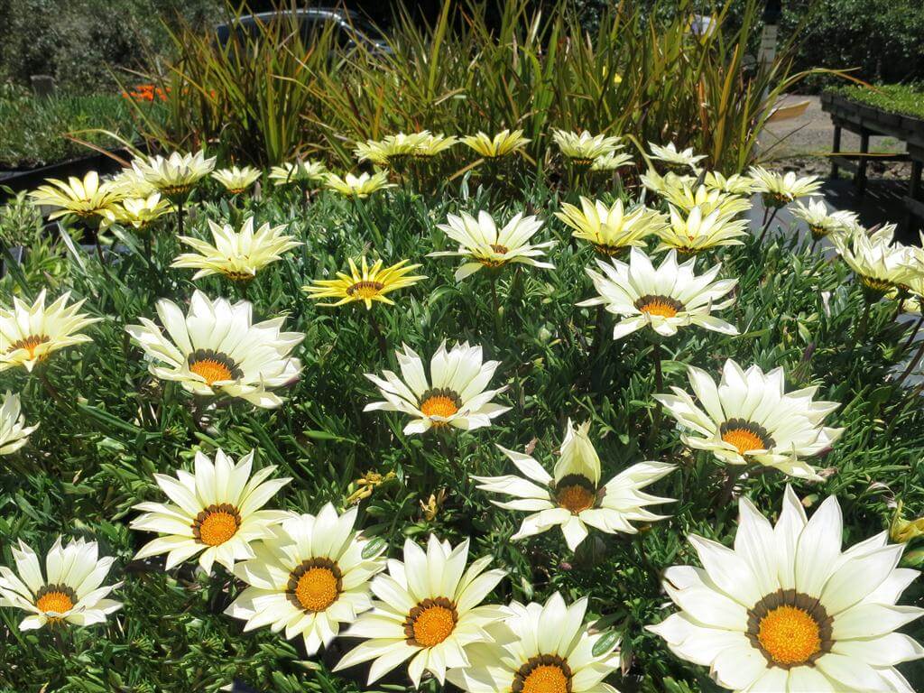 Plants Online | Buy Garden & Tube Stock Plants Online Australia