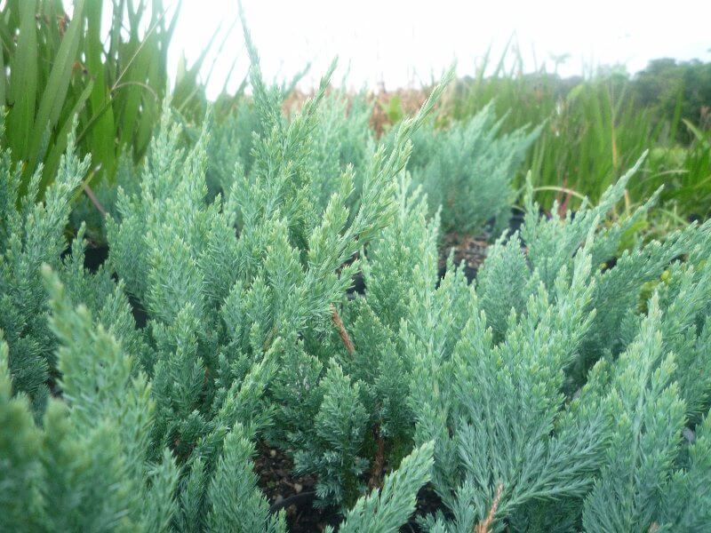 Juniperus Blue Rug - Juniperus Horizontalis