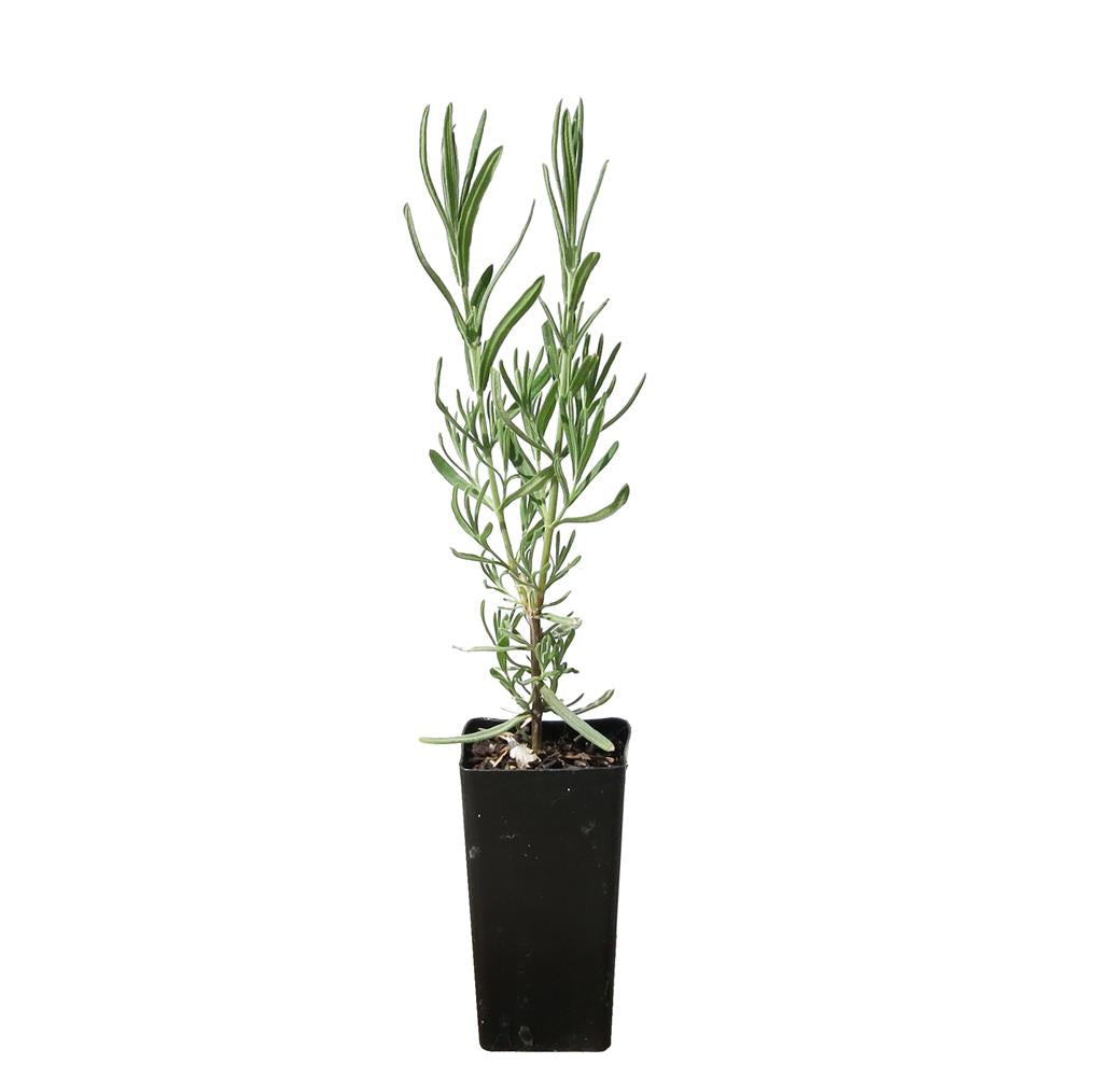 Italian Lavender - Lavender Stoechas Avonview
