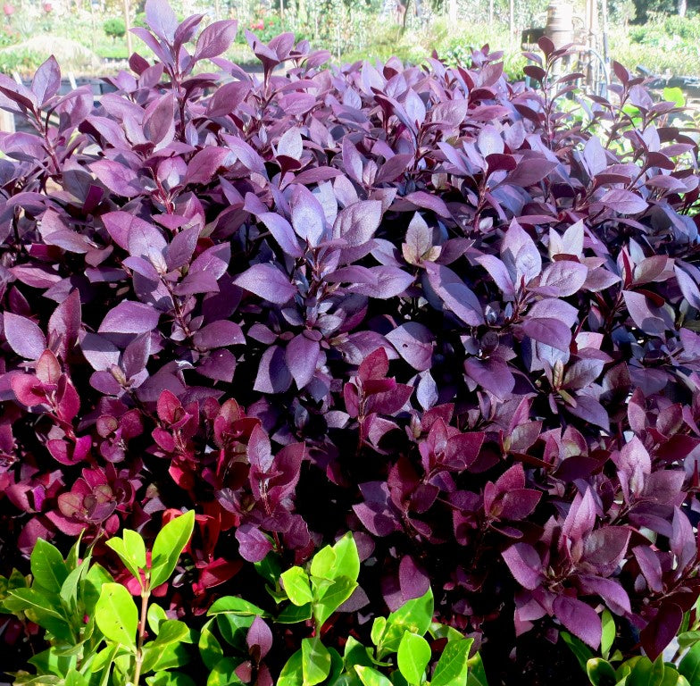 Little Ruby Plant Hedge - Alternanthera Denata | Evergreen Growers