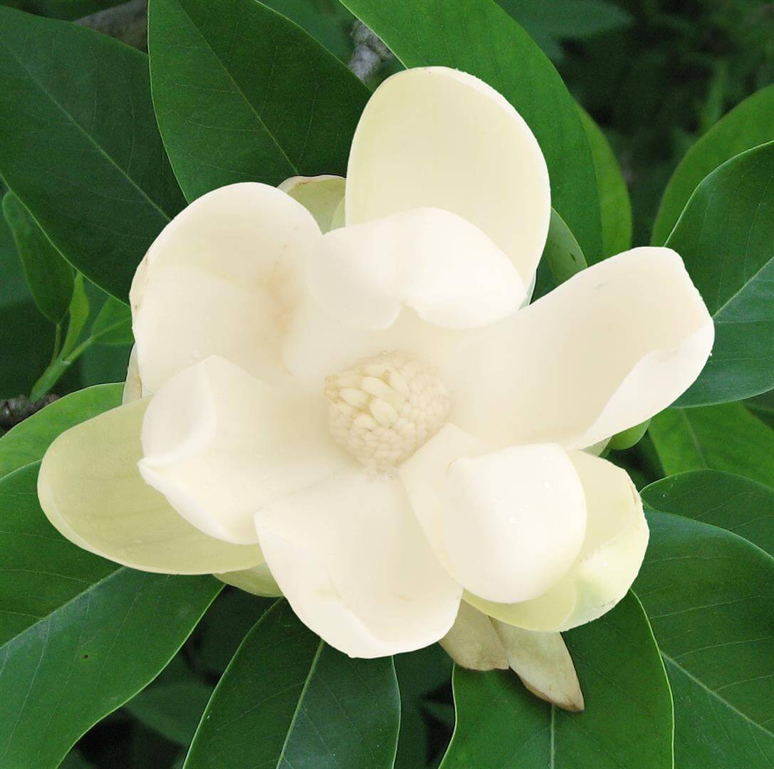 Coconut Magnolia - Michelia Coco