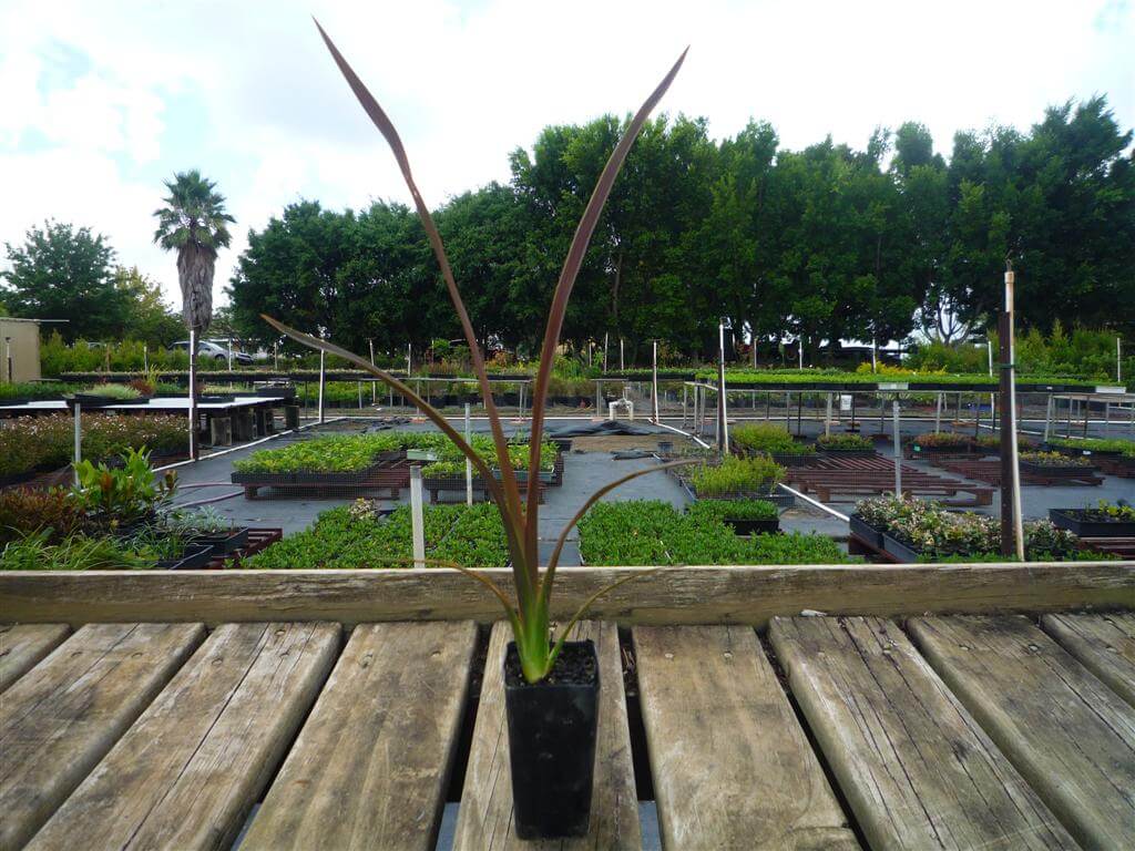 New Zealand Flax Purple - Phormium Tenax Purpureum