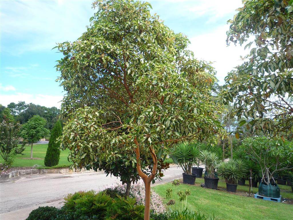 Queensland Brush Box - Lephostomen confertus