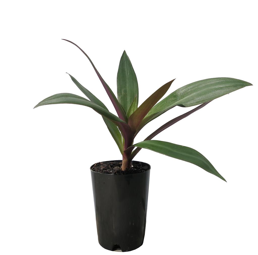 Rhoeo discolor compacta - Moses in the Cradle