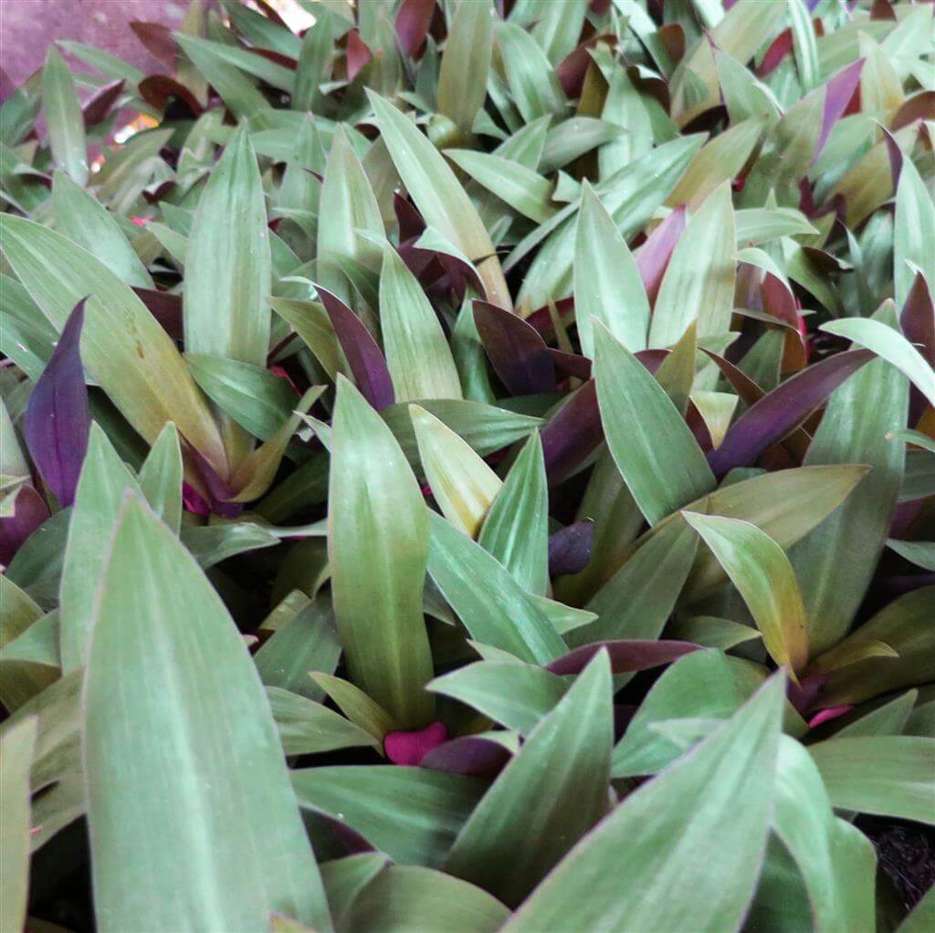 Rhoeo discolor compacta - Moses in the Cradle