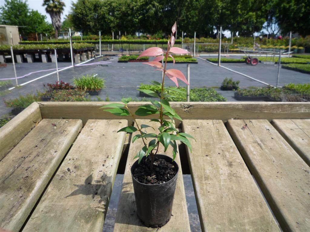 Lilly Pilly Fruit Plant | Small Leaf Lilly Pilly - Syzygium Luehmannii